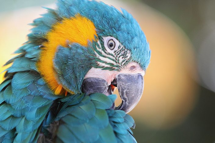 Blue-Throated Macaw – Aurifil