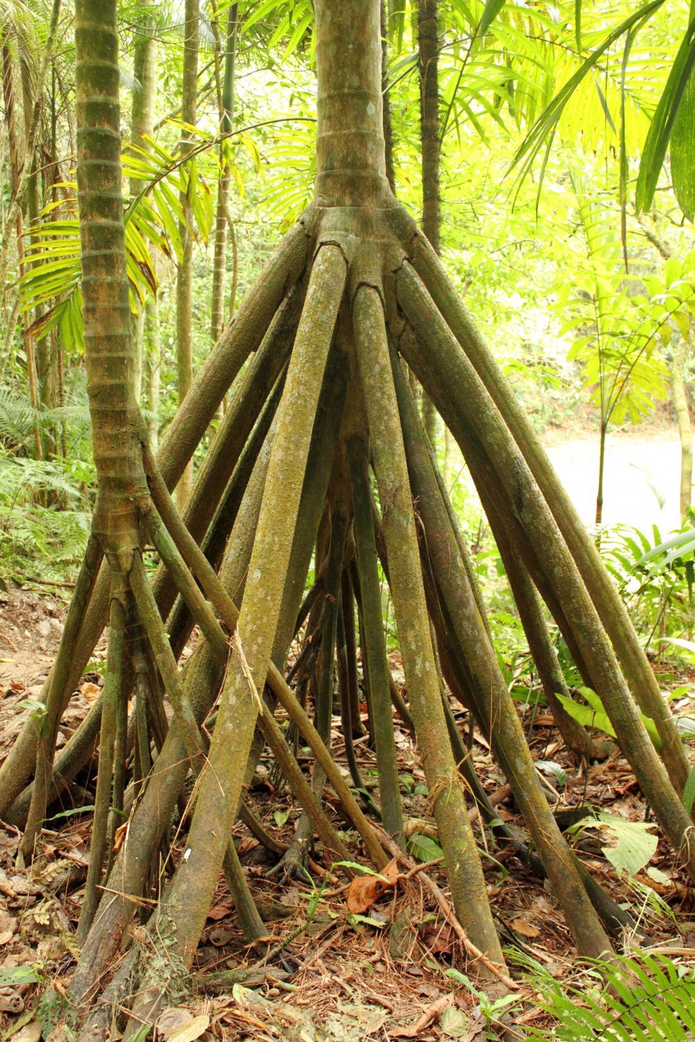 Walking Palm – Aurifil