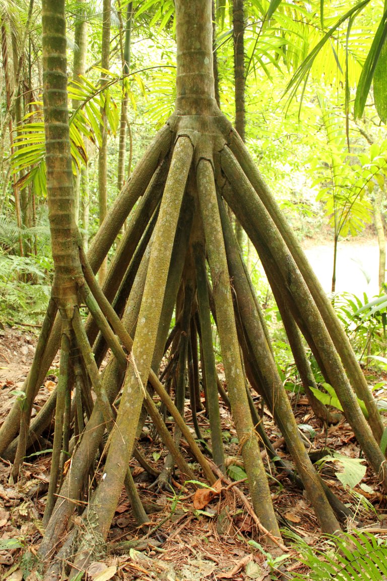 Walking Palm – Aurifil