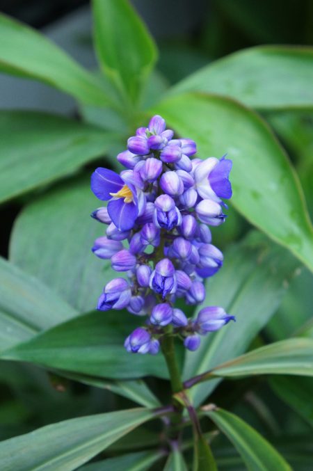 Hawaiian Blue Ginger – Aurifil